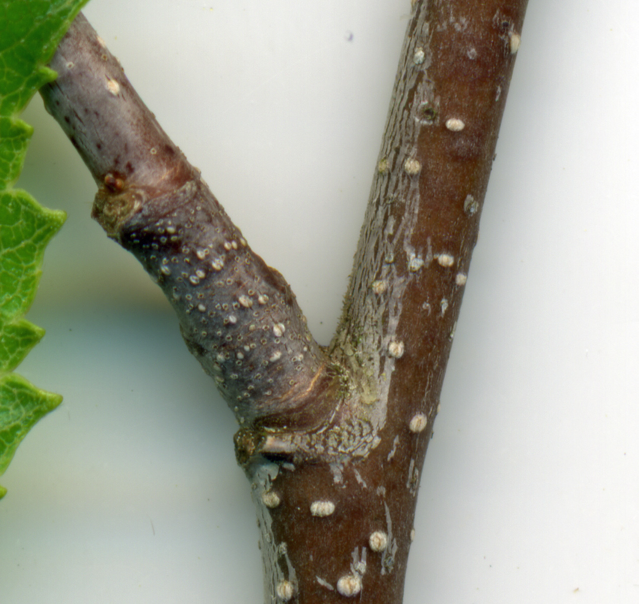 Birch, Gray