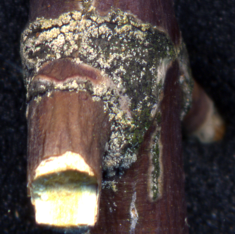 Maple, Japanese