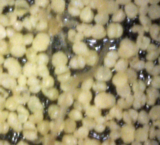 White Canker Tree and Shrub Disease