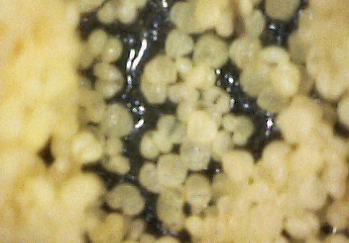 White Canker Tree and Shrub Disease