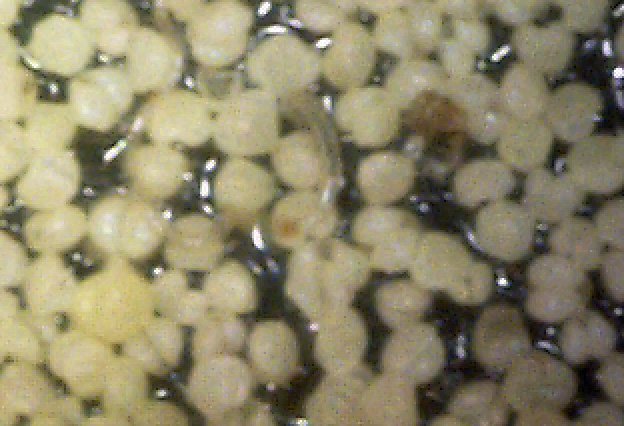 White Canker Tree and Shrub Disease