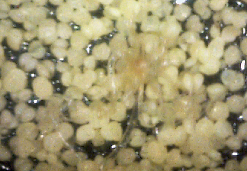 White Canker Tree and Shrub Disease