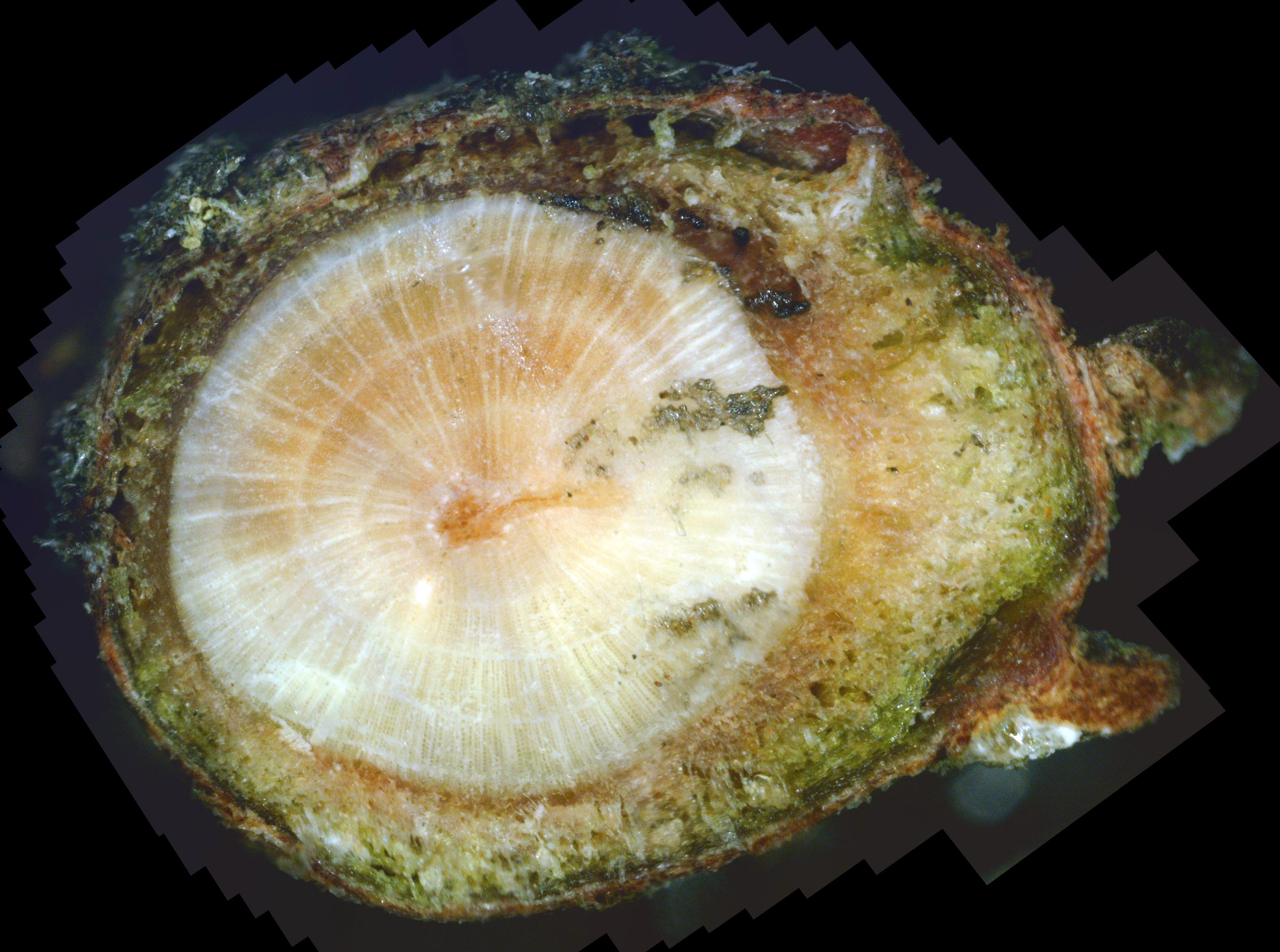 White Canker Tree and Shrub Disease