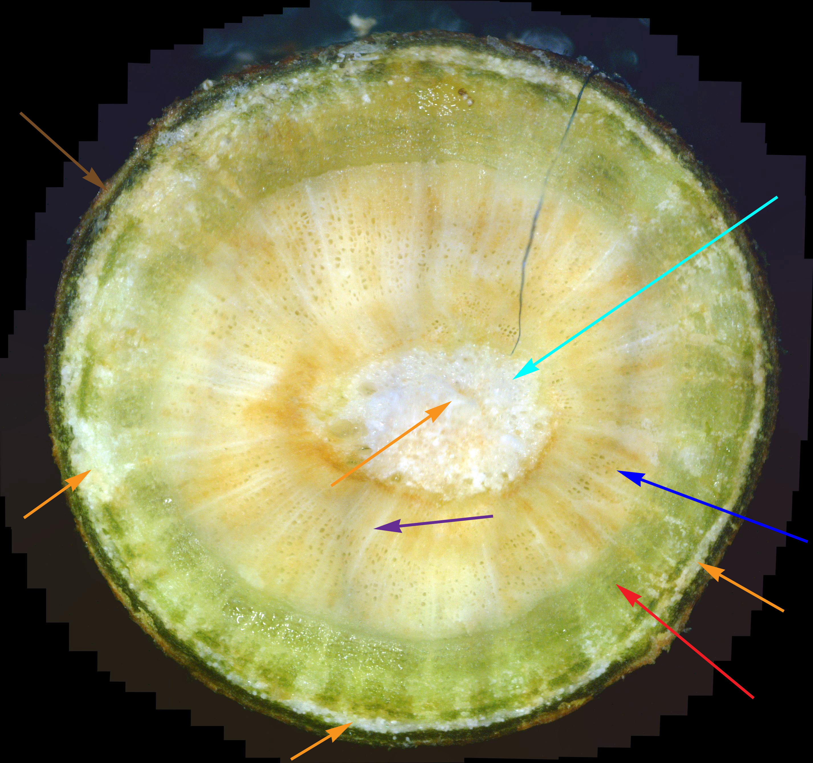 White Canker Tree and Shrub Disease